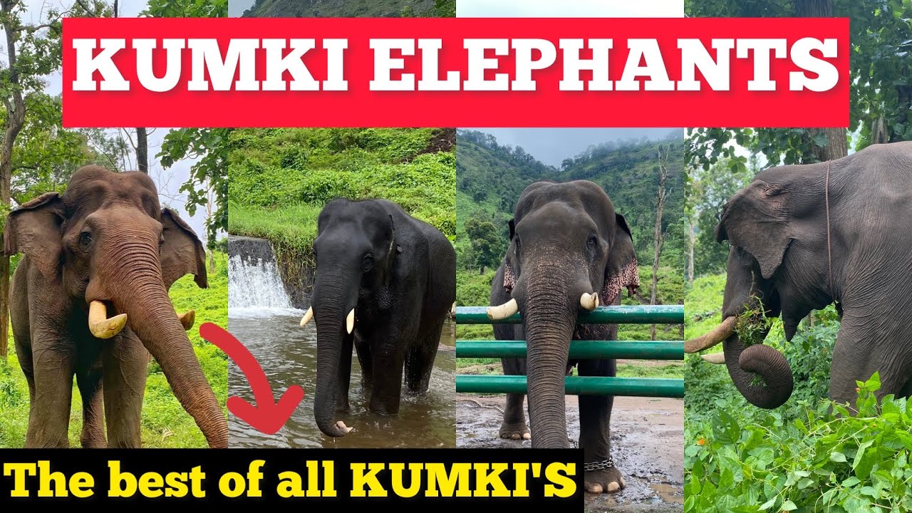Kumki Elephants | The Best Of All Kumki's | Madarasi Vlogs - YouTube