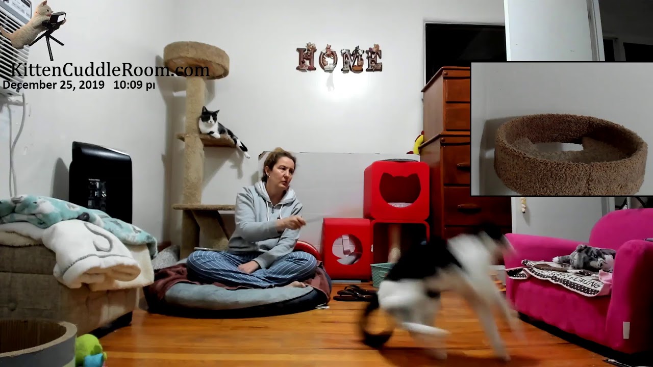 12/25/19 Kitten Cuddle Room Live Stream - YouTube