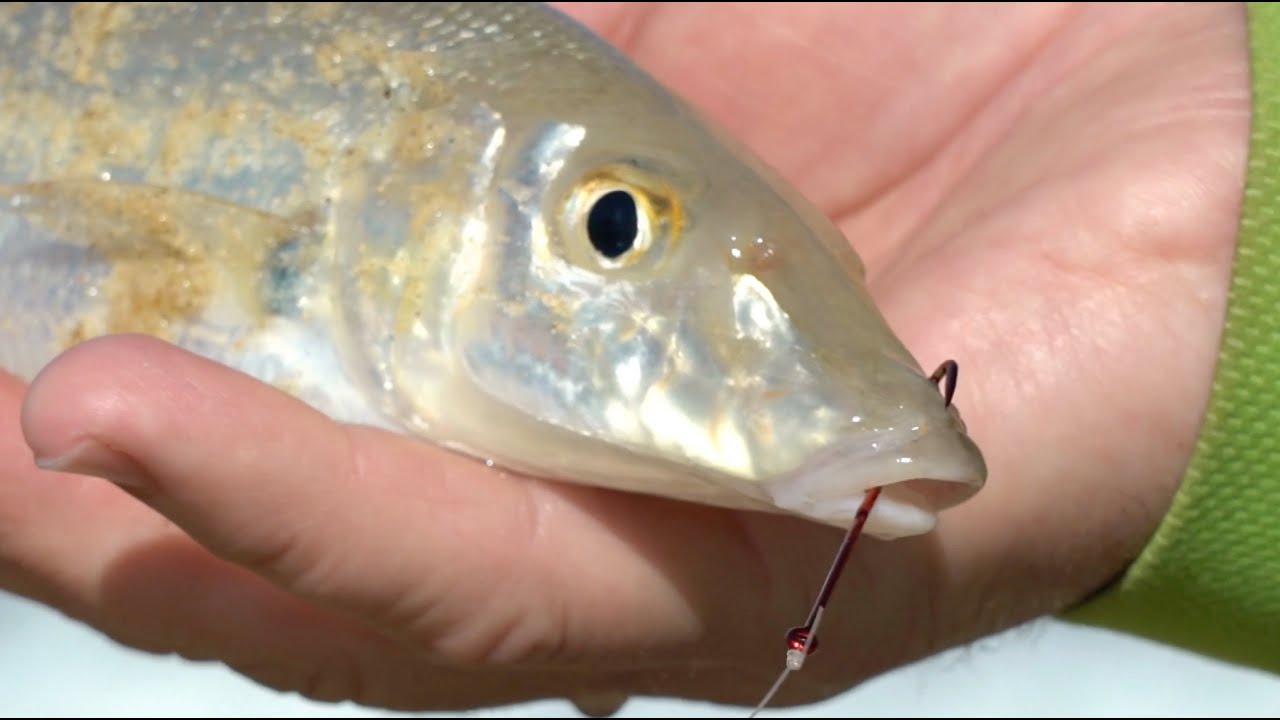 IFISHTV - Sand Whiting from the Beach and the Boat - YouTube