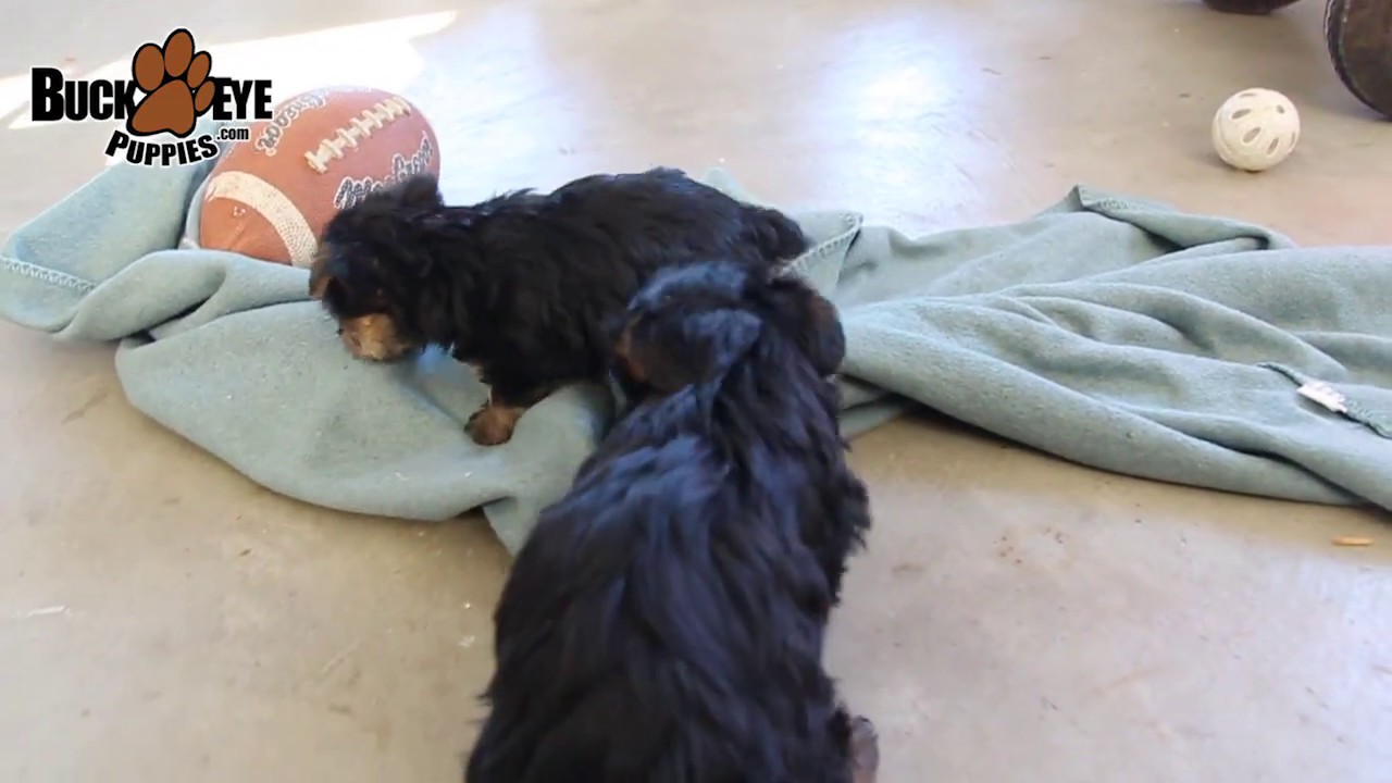York-Chon Puppies - YouTube