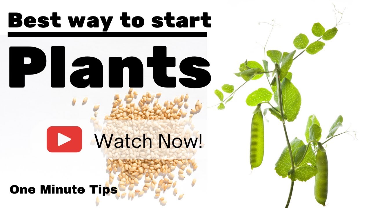 One Minute Tips -Garden -Best way to Start Plants! - YouTube