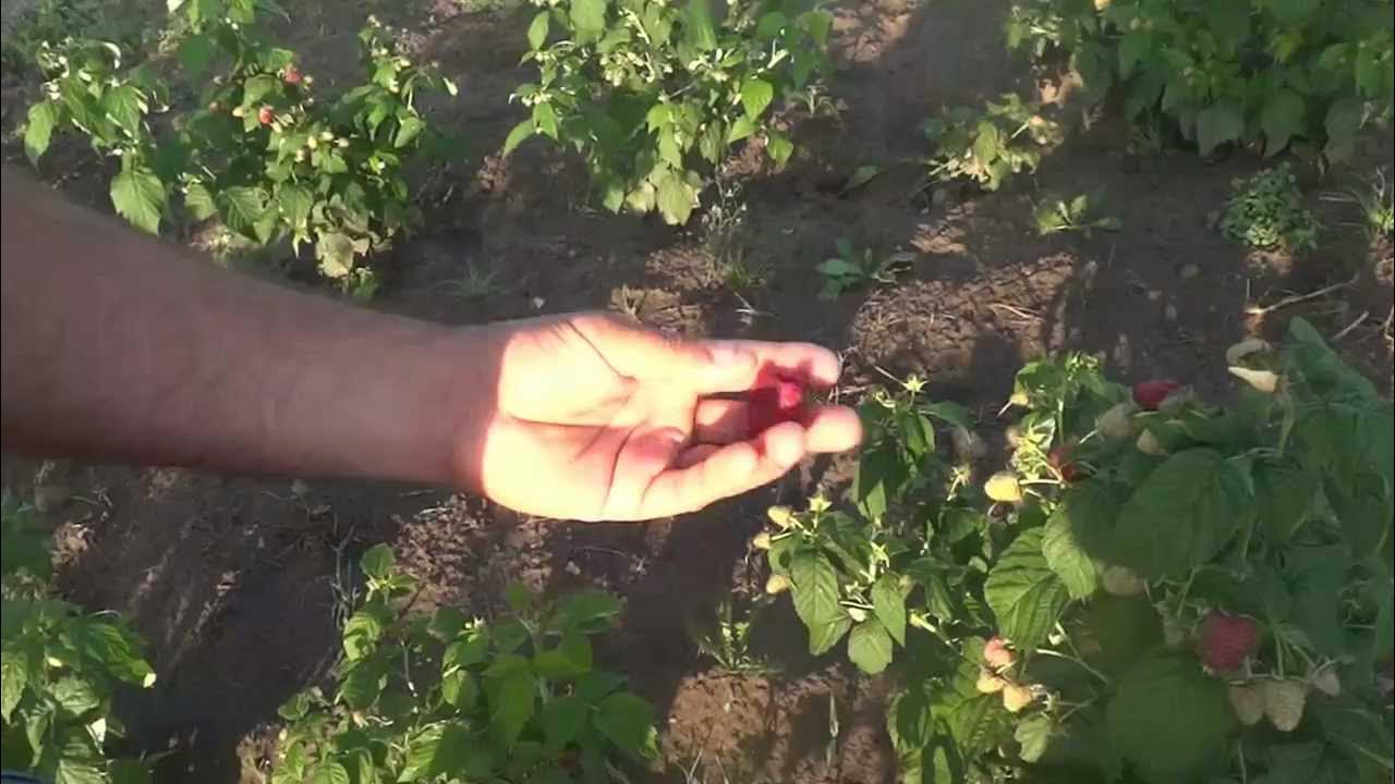 🌿 Малина ремонтантная сорт Евразия. - YouTube