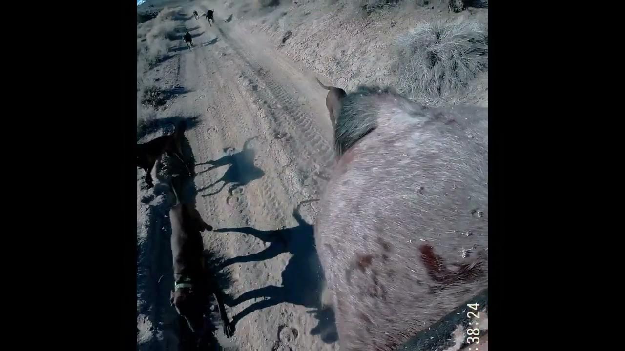 Nevada Mountain Lion hunting #lion #hound #horse - YouTube