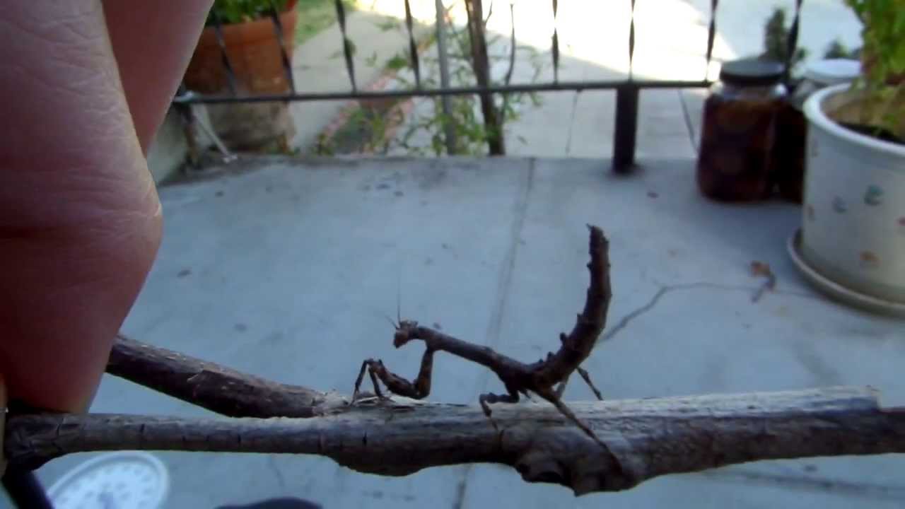 Twig Mantis (Popa Spurca) - YouTube