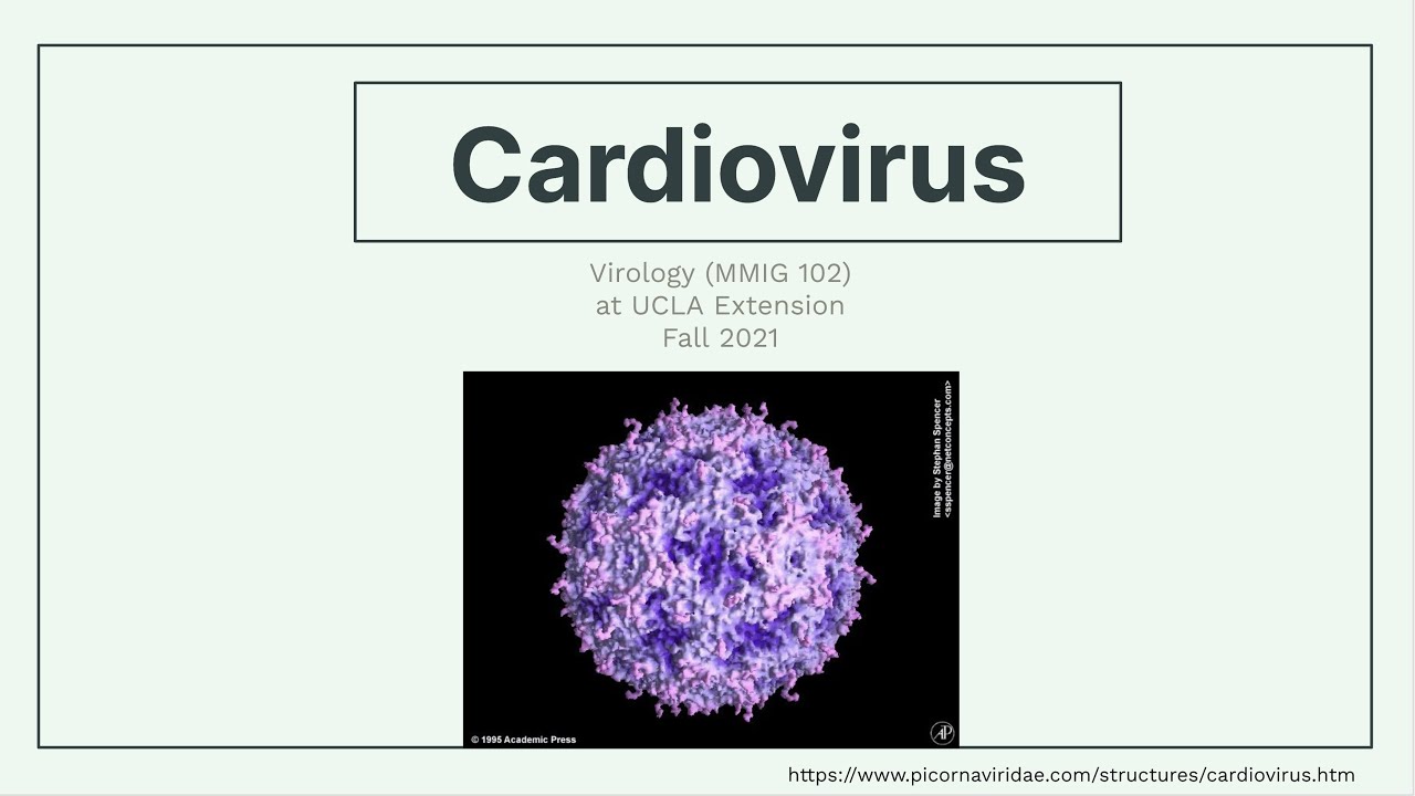 Cardiovirus - YouTube