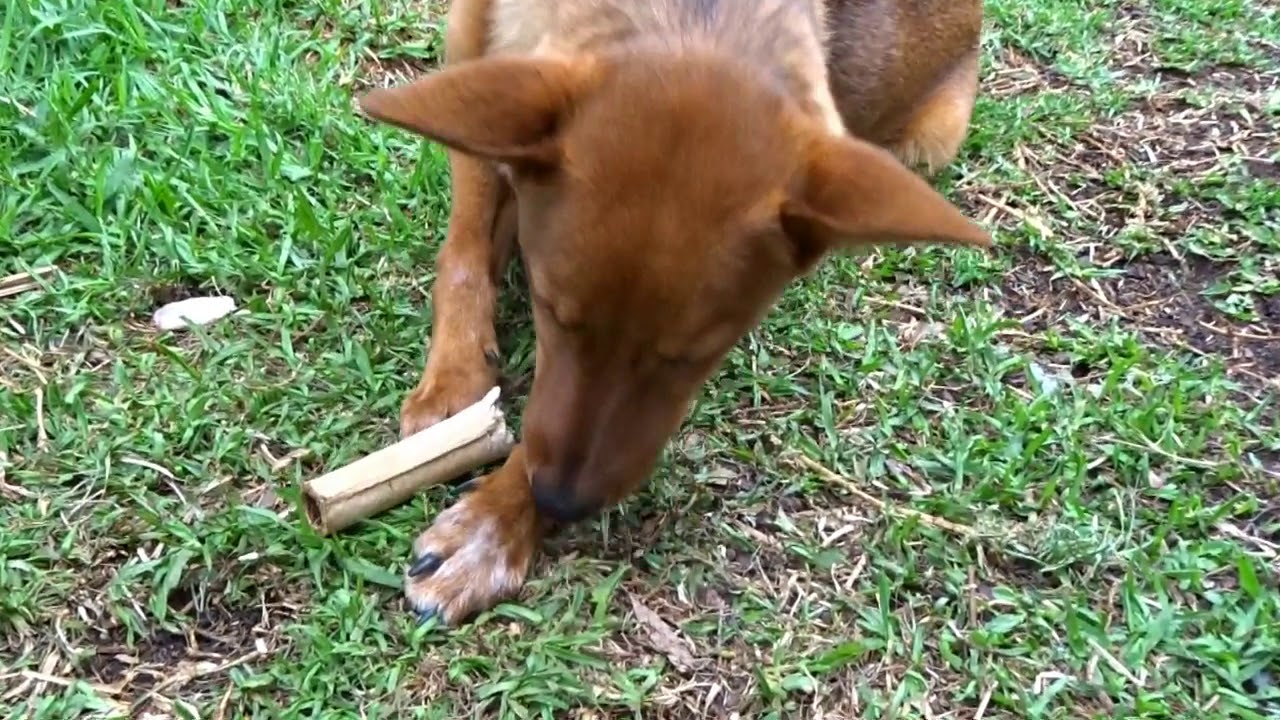 Teddy's Schmackos Chomp N Chew - YouTube