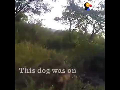Dog vs Python_ Anti-Poaching Dog Attacked By كلب ضد بايثون_ هجوم ضد ...