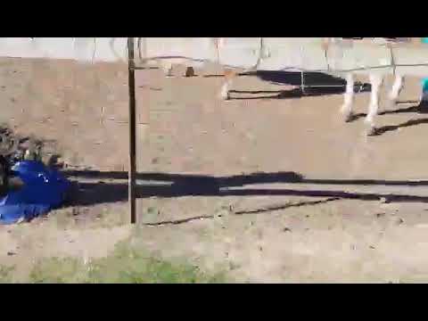 Remote Control Car Vrs Horses - YouTube