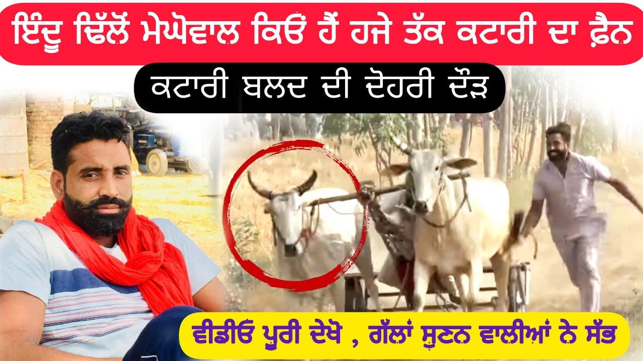 OxRace • Punjab's Most Famous Bull • KATARI • ਕਟਾਰੀ ਬਲਦ •Indu Dhillon ...