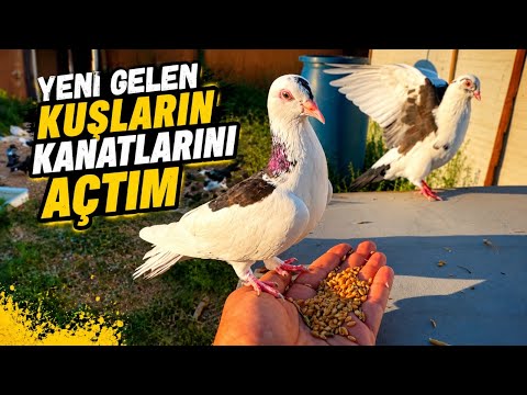 YENİ GELEN KUŞLARIN KANATLARINI AÇTIM 