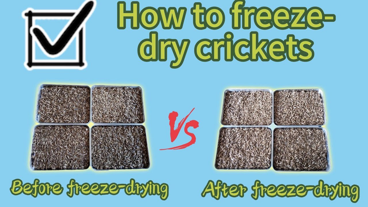 How to freeze dry crickets, medicinal ingredient by lyophilizer, freeze ...