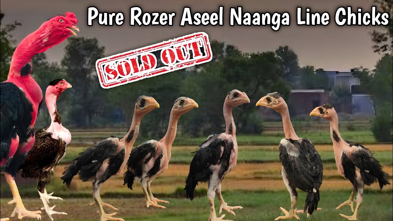 Pure Rozer Aseel Naanga Line chicks Sold Out by HC Aseels - YouTube