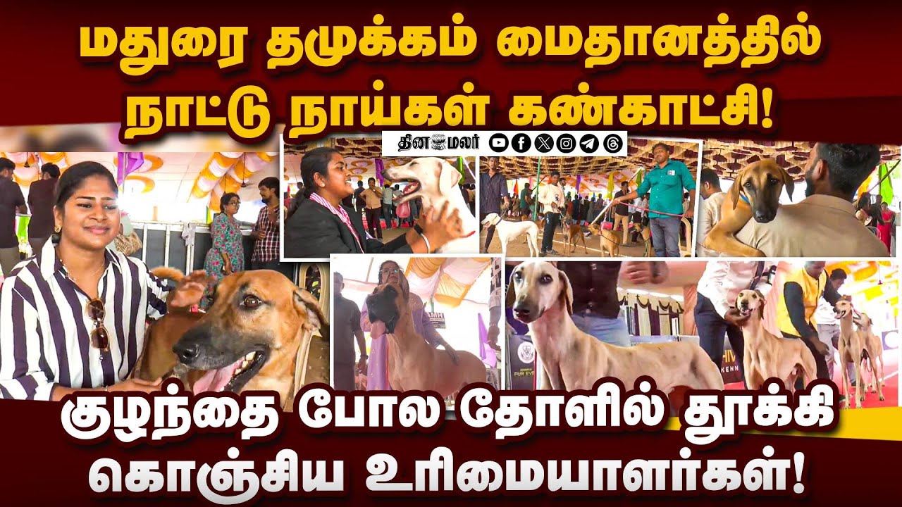 பாசம் காட்டும் நாட்டு நாய்களின் அணிவகுப்பு! Native dog breed ...