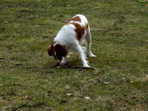 lord of the flies - pig scene - YouTube