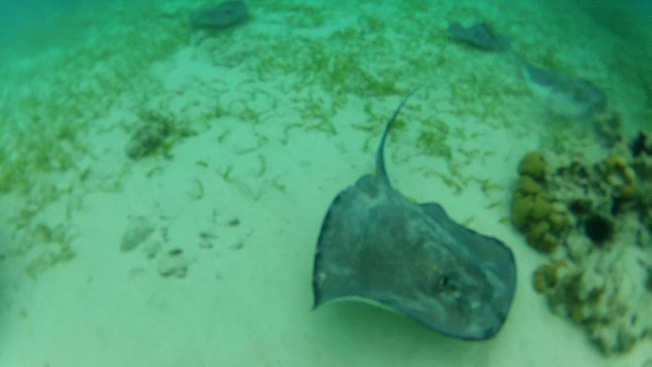 Belize - Key Caulker - Unforgettable (Demo) - YouTube