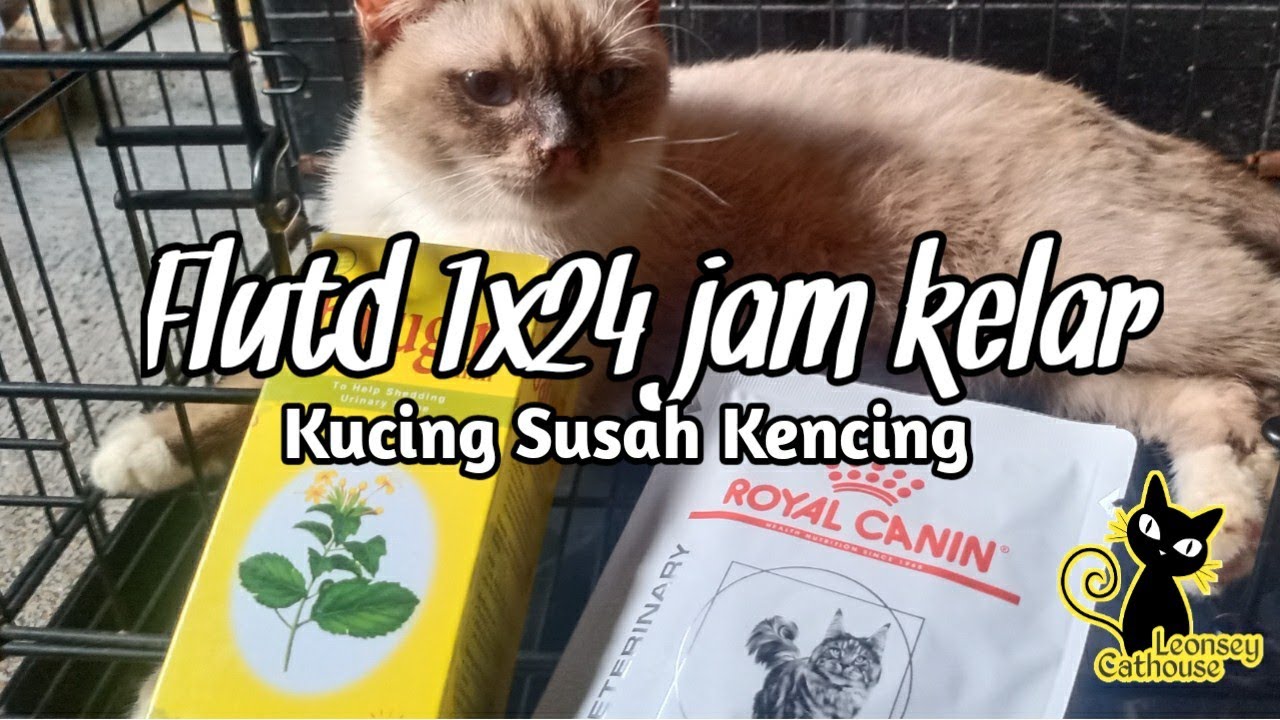 kucing susah kencing (flutd) begini solusinya - YouTube