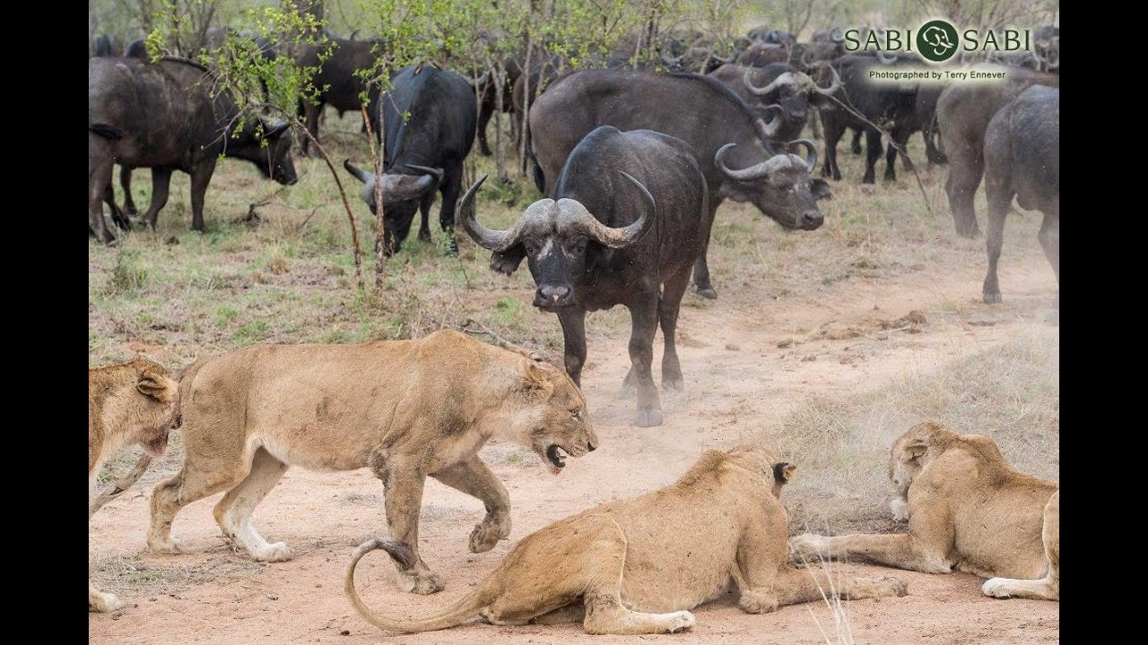 Lion Pride Documentary - Working Together To Survive | Wild Planet 2020 ...