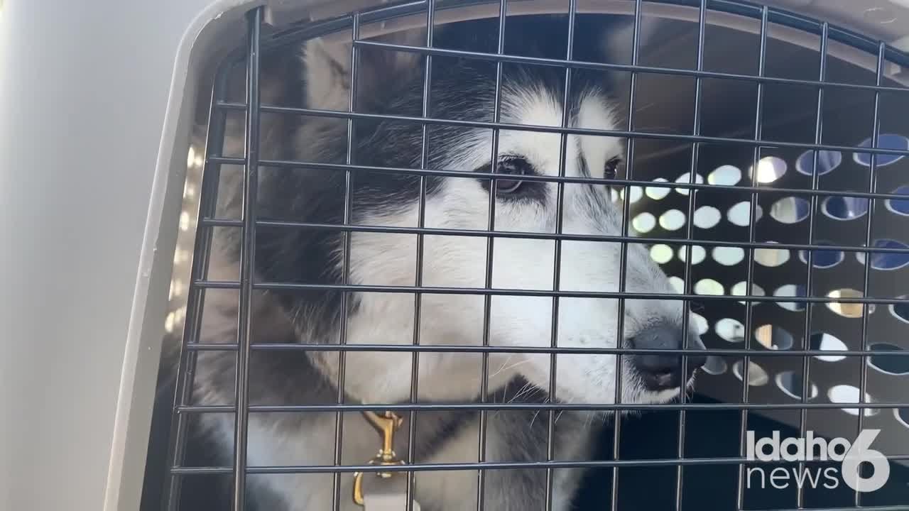 'A second leash on life'; Idaho shelter volunteers unload plane of ...