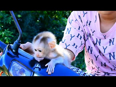 Happy Bobo come relax fresh air outside with sister, Love action Bobo ...