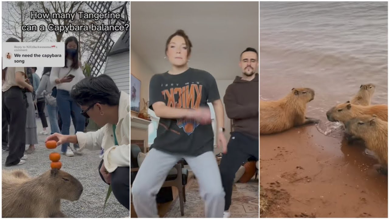 Capybaraaa capybara capybara capybaraa||Tiktok trend - YouTube