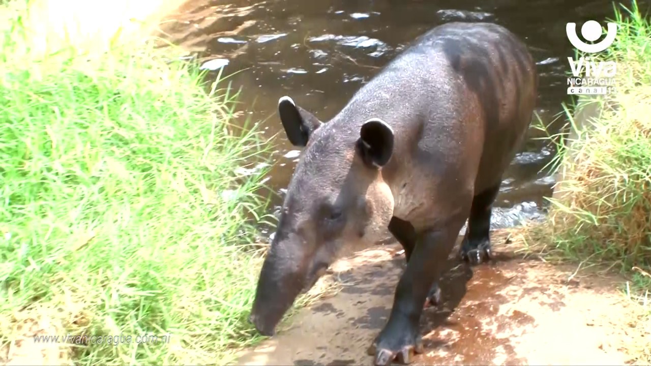 Mascotas y Más: Dantos en el Zoológico Nacional - YouTube