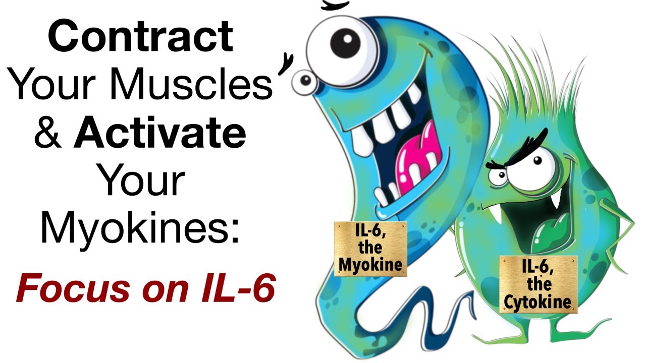 Contract Your Muscles and Activate Your Myokines: Focus on IL-6 - YouTube