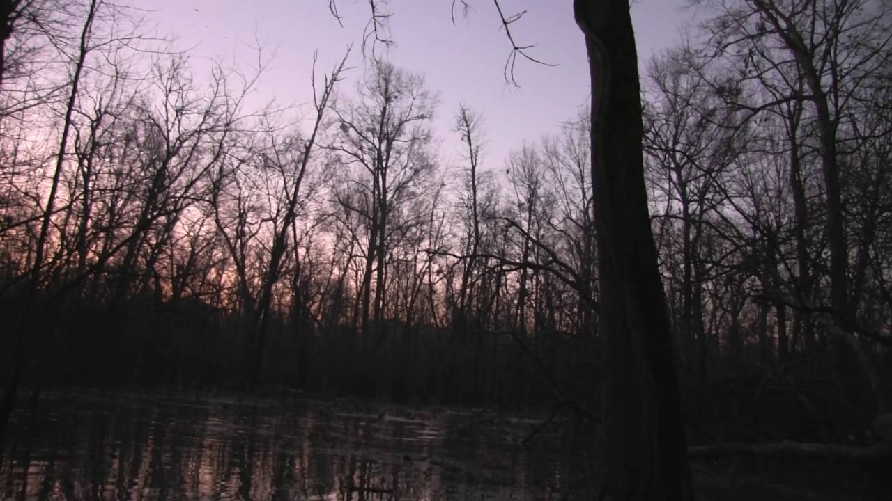 Huge Group Of Mallards In The Arkansas Timber - YouTube