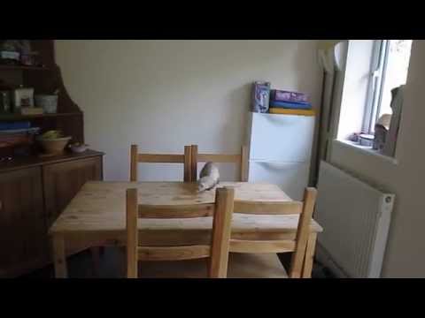 Ferrets CAN climb and jump! - YouTube