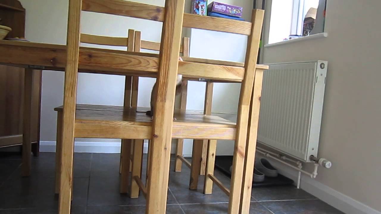Ferrets CAN climb and jump! - YouTube