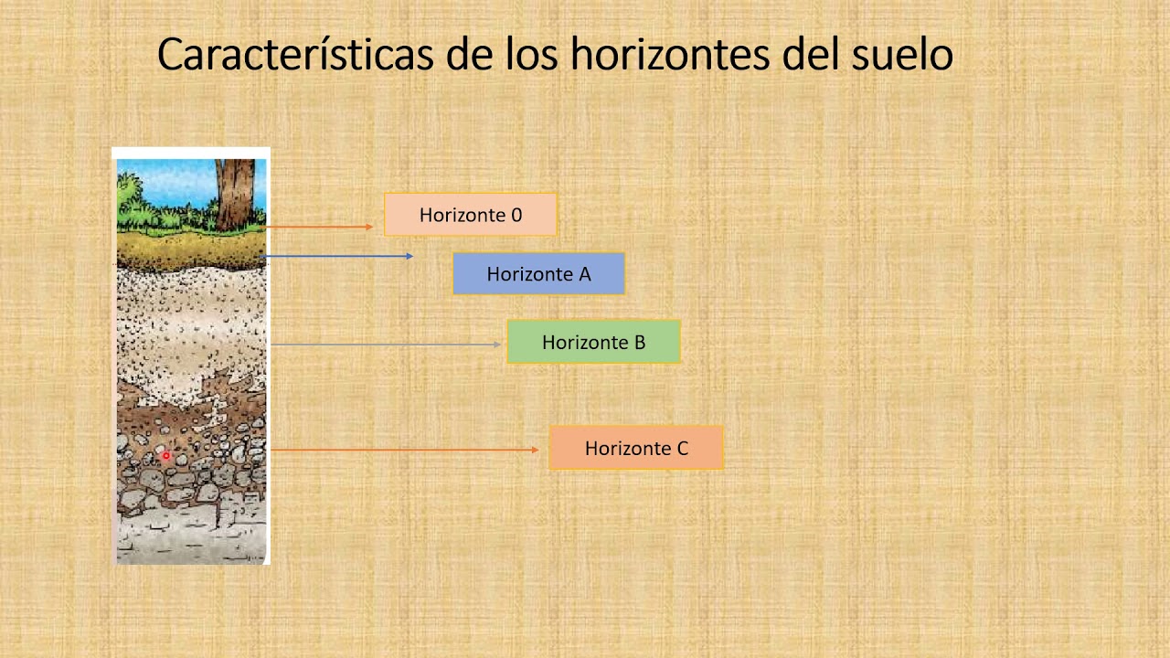 Horizontes del suelo 1 - YouTube