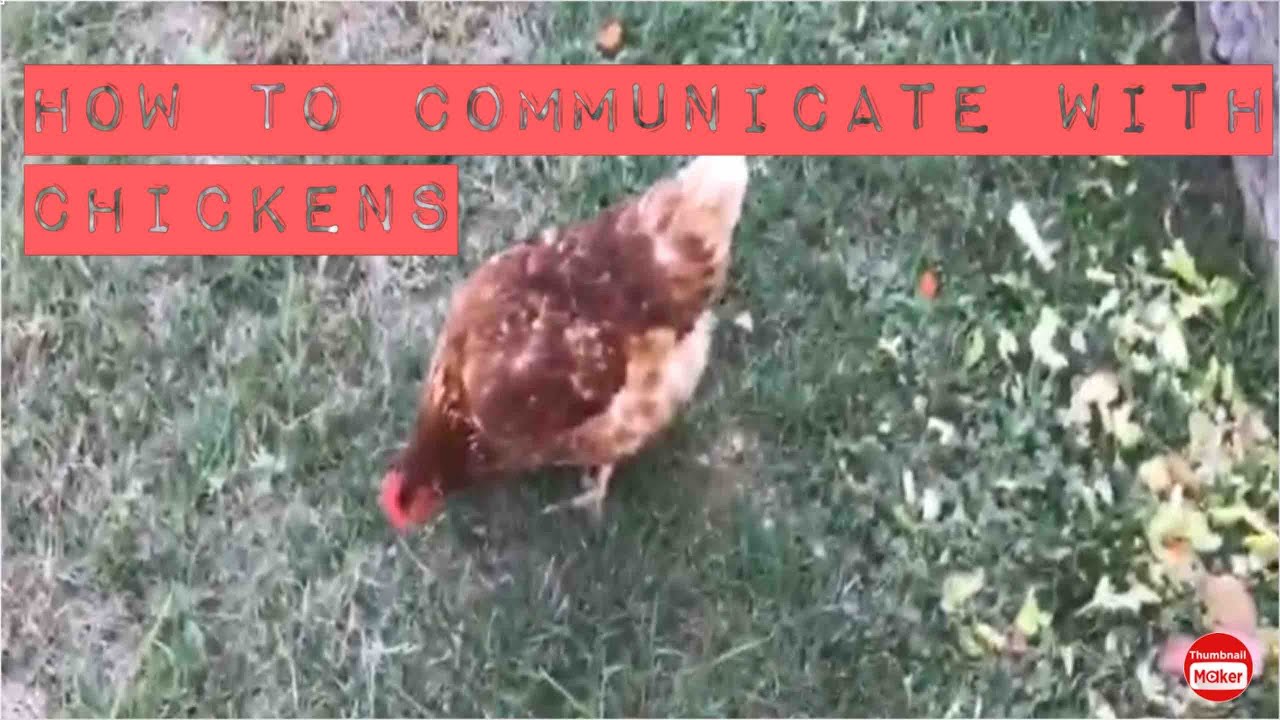 How to communicate with your chickens - YouTube