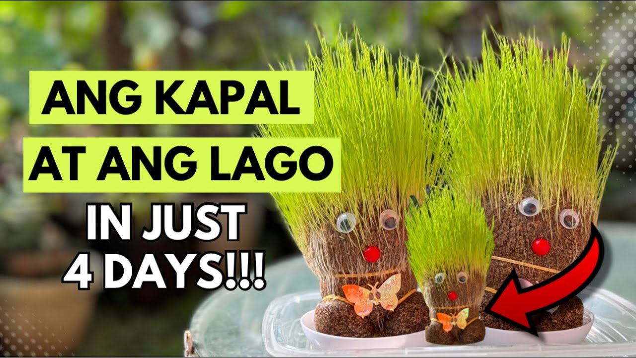TRENDING NA HALAMAN NA MAGANDANG PANG DISPLAY SA LOOB NG BAHAY! - YouTube