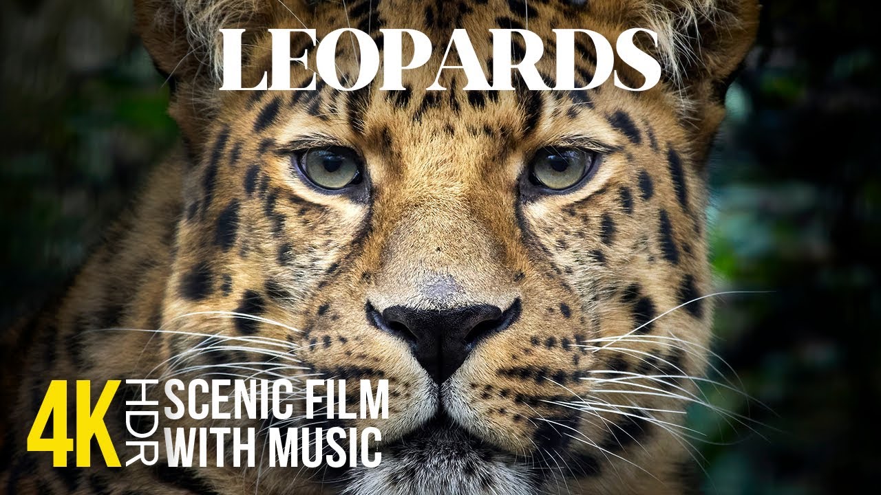 4K HDR Leopards – Perfect Blend of Grace & Power in the Wild - Relaxing ...