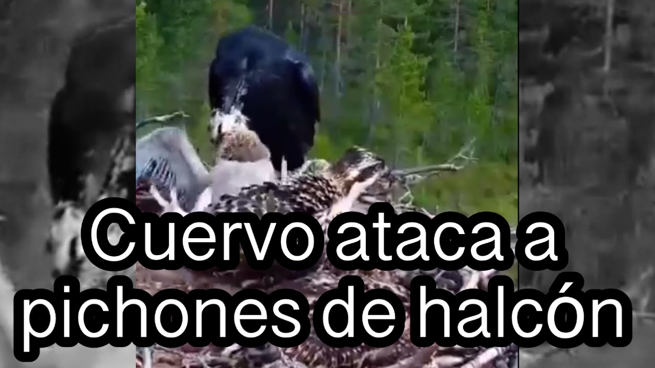 Cuervo ataca a pichones de halcón - YouTube