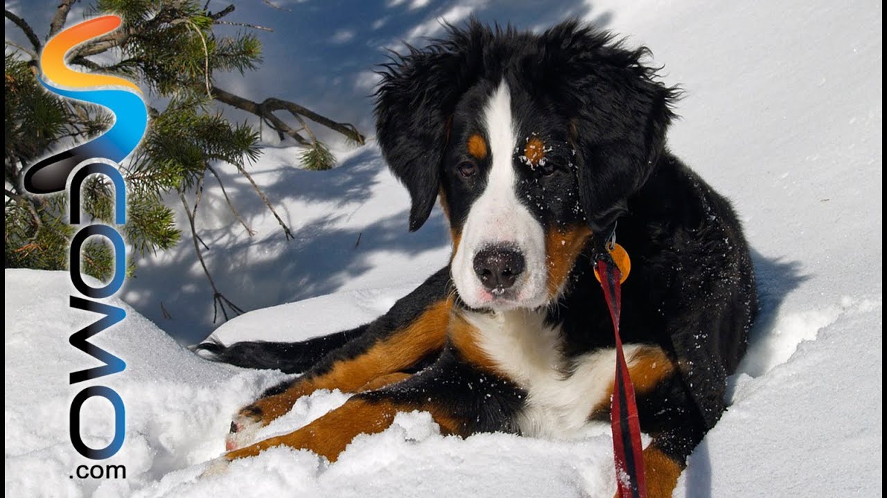 El perro Boyero de Berna - YouTube