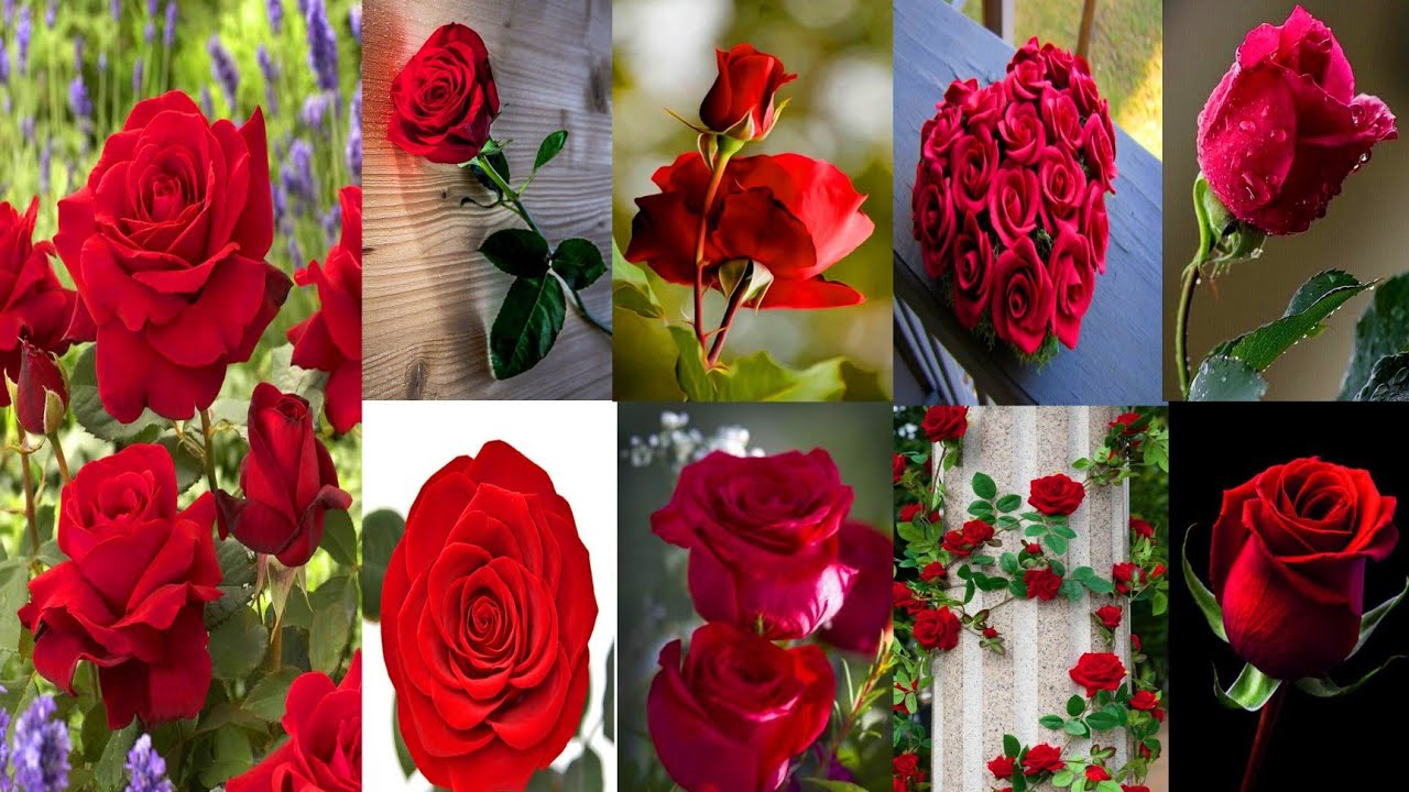Rose Dps | Red Rose | Images Wallpaper Pics Collection For Whatsapp ...