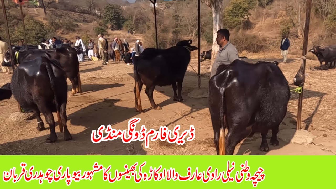 Arif wala Nili Ravi chichawatani buffaloes cattle market dongi mandi ...