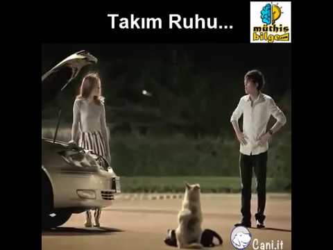 Takım Ruhuna Sadık Köpek
