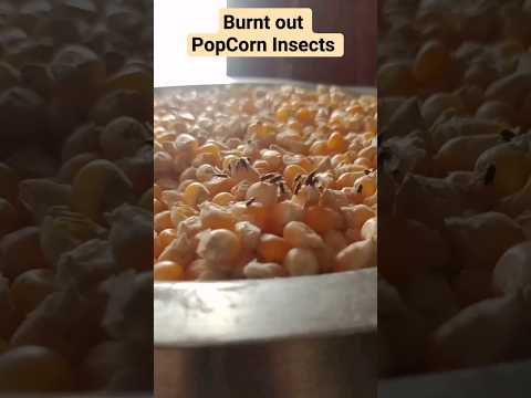 How To Keep Weevils Out Of Popcorn