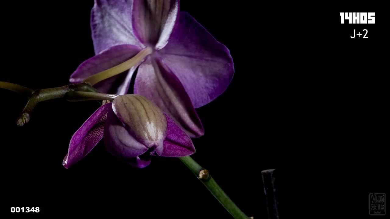 Eclosion d'une orchidée Phalaenopsis - Timelapse sur 3 jours - YouTube