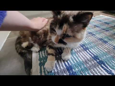 Cat activation mrr mrrp - YouTube