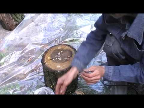 посадка мицелия гриба вешенки на пеньках