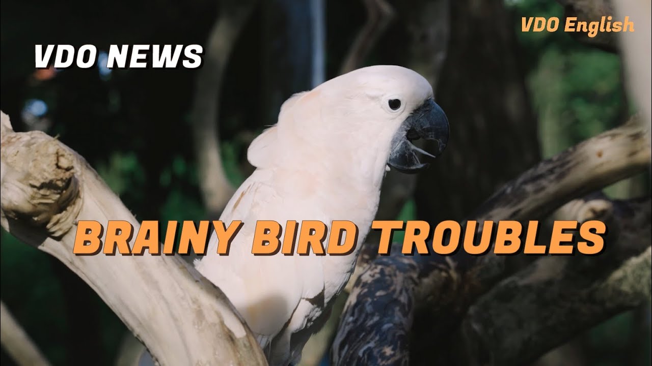 VDO News: Brainy bird troubles - YouTube