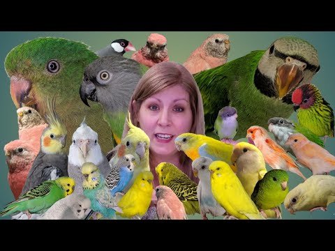 Meet all my birds | I have 29 birds and I show you two new species that ...