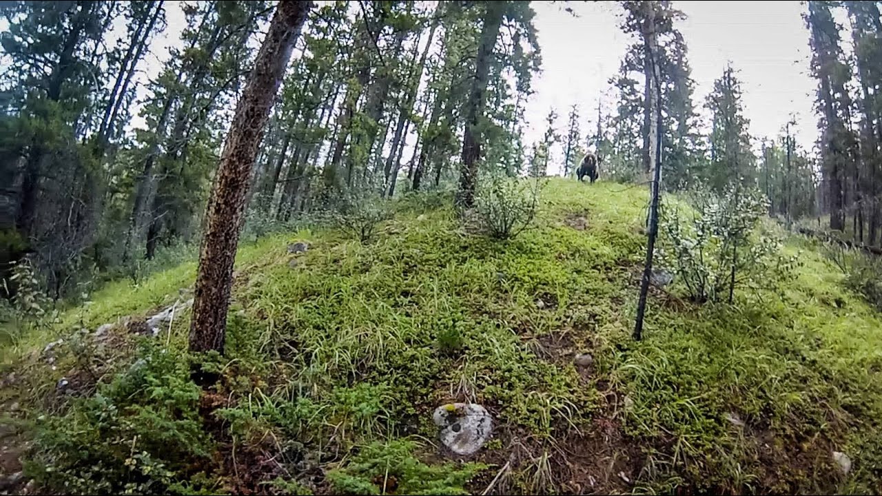 Grizzly Bear Charge in Jasper - YouTube