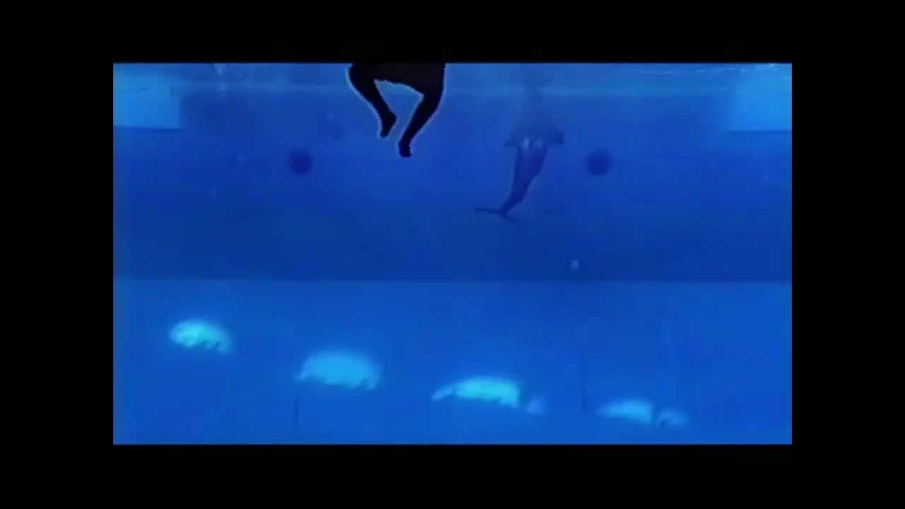 Blackfish Official Teaser #1 (2013) - Sundance Documentary H - YouTube