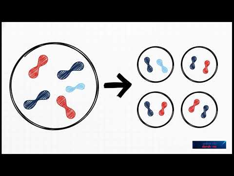 Mitoz mu Mayoz mu? | En Kolay ve Eğlenceli Anlatım 🧫
