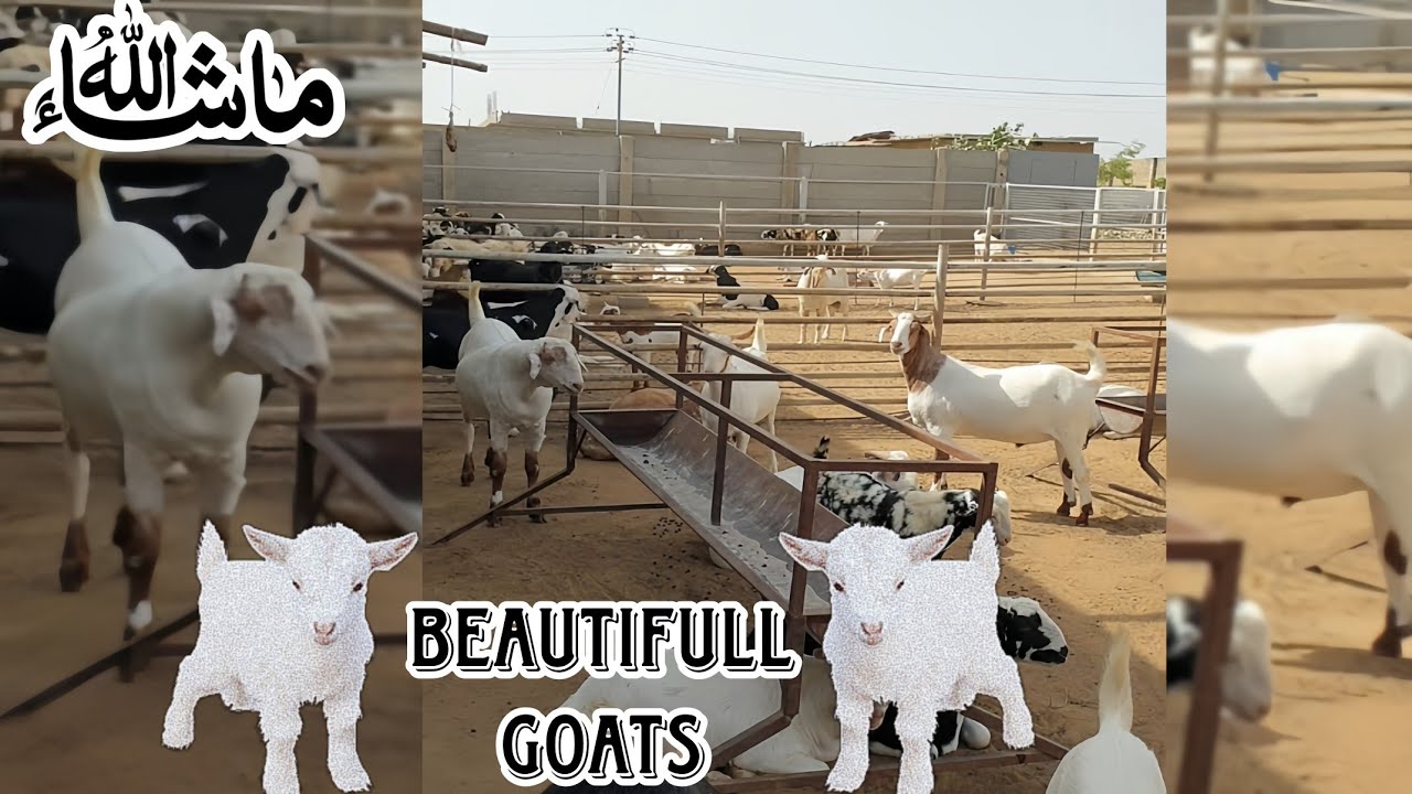 Bakra mandi 2023 Cattle farm Goats Qurbani janwer Most beautiful goat ...