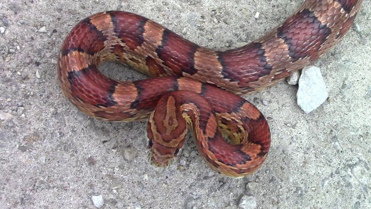 Corn Snake Head Flip - YouTube