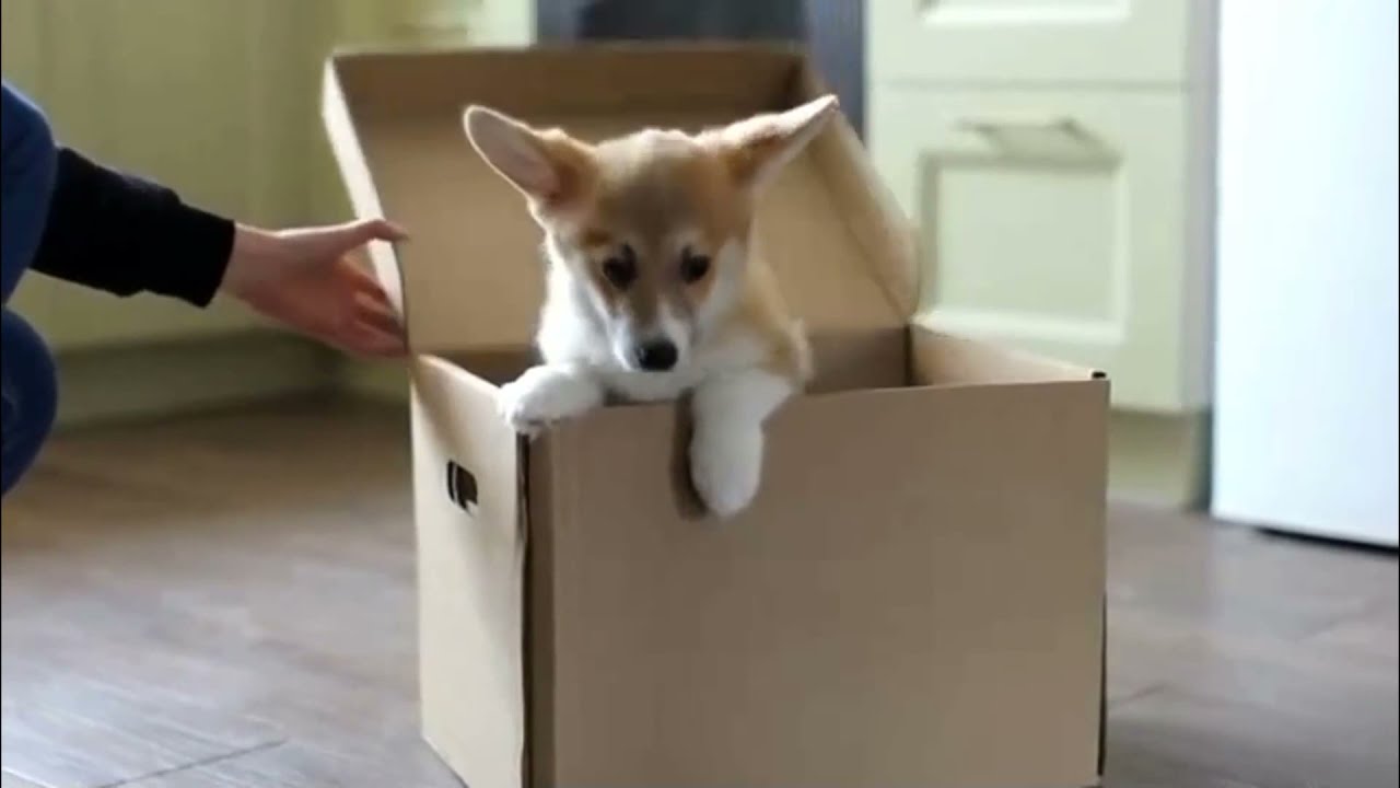 Welsh Corgi Puppy Sits in a Cardboard Box - YouTube